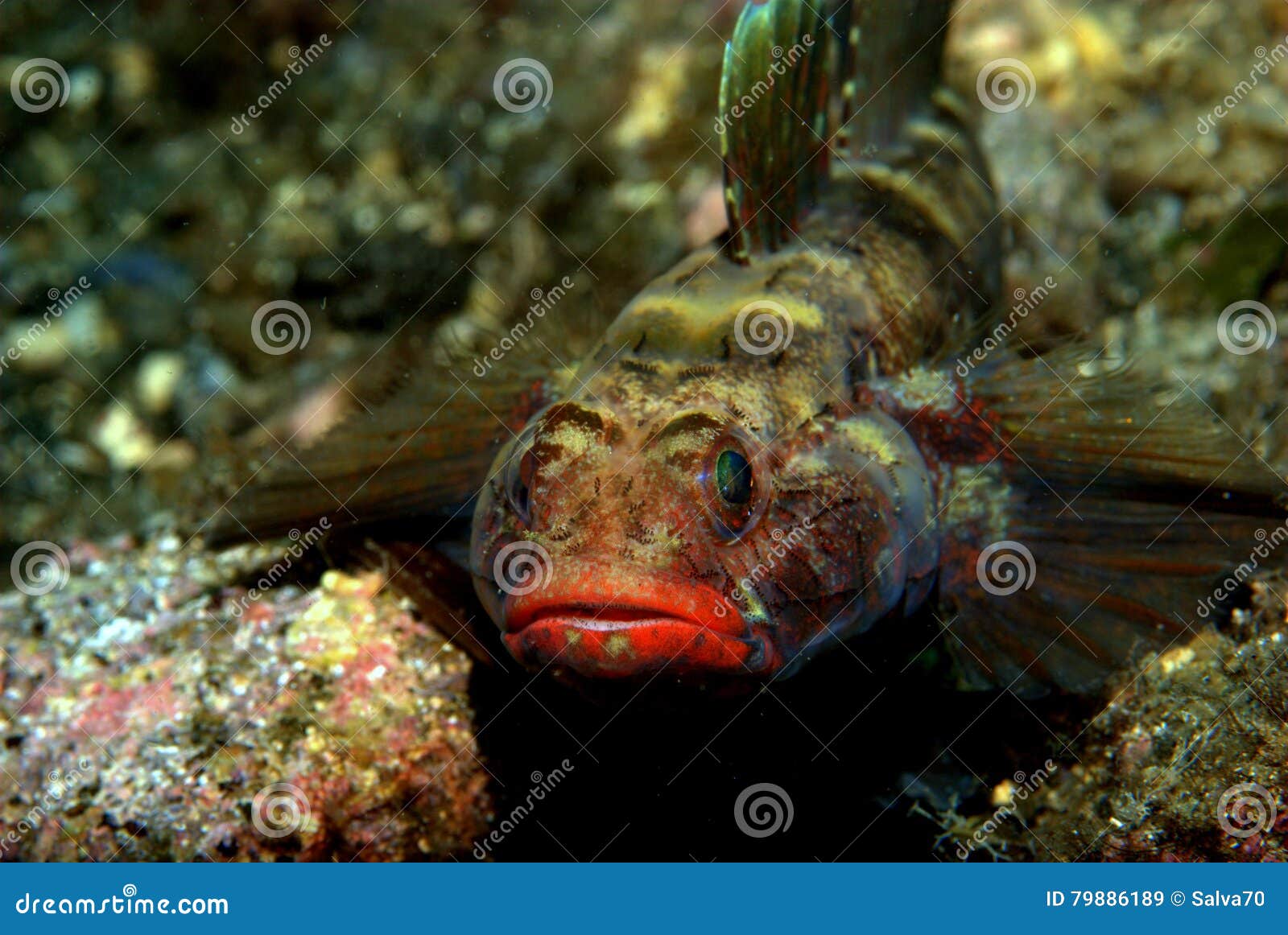 Red lips stock image. Image of entrance, annelid, coral - 79886189