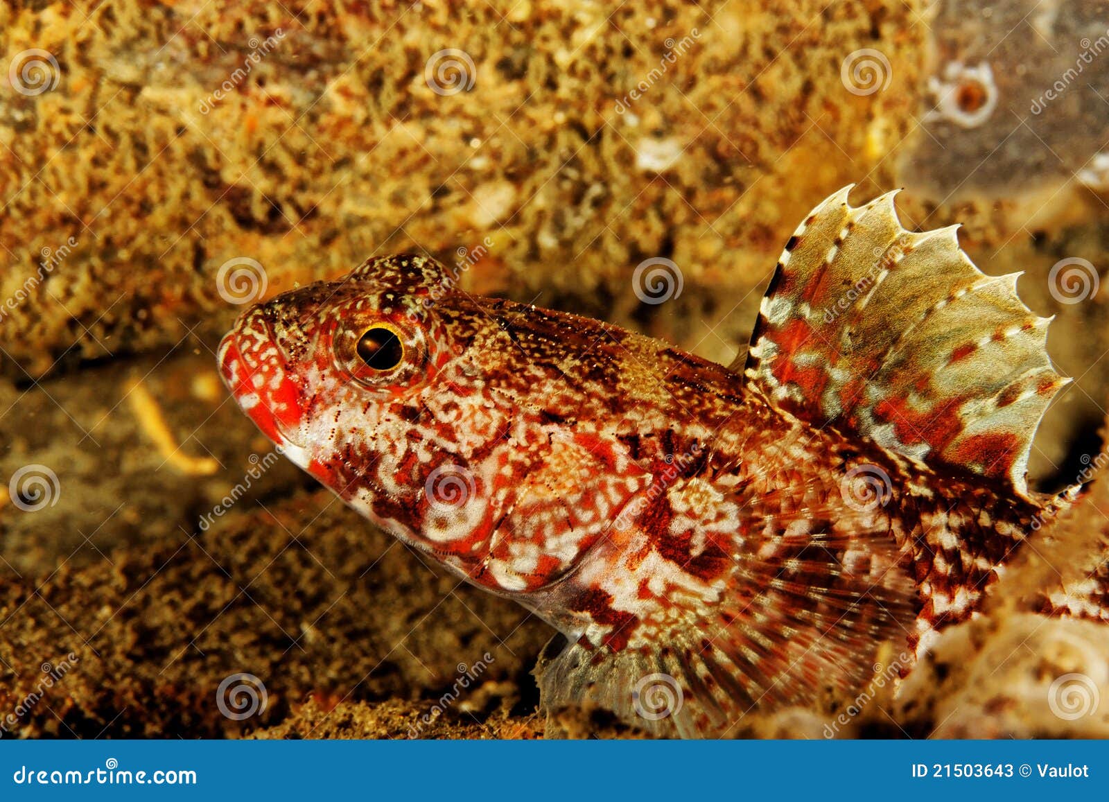 Red lips goby stock image. Image of france, ocean, animal - 21503643