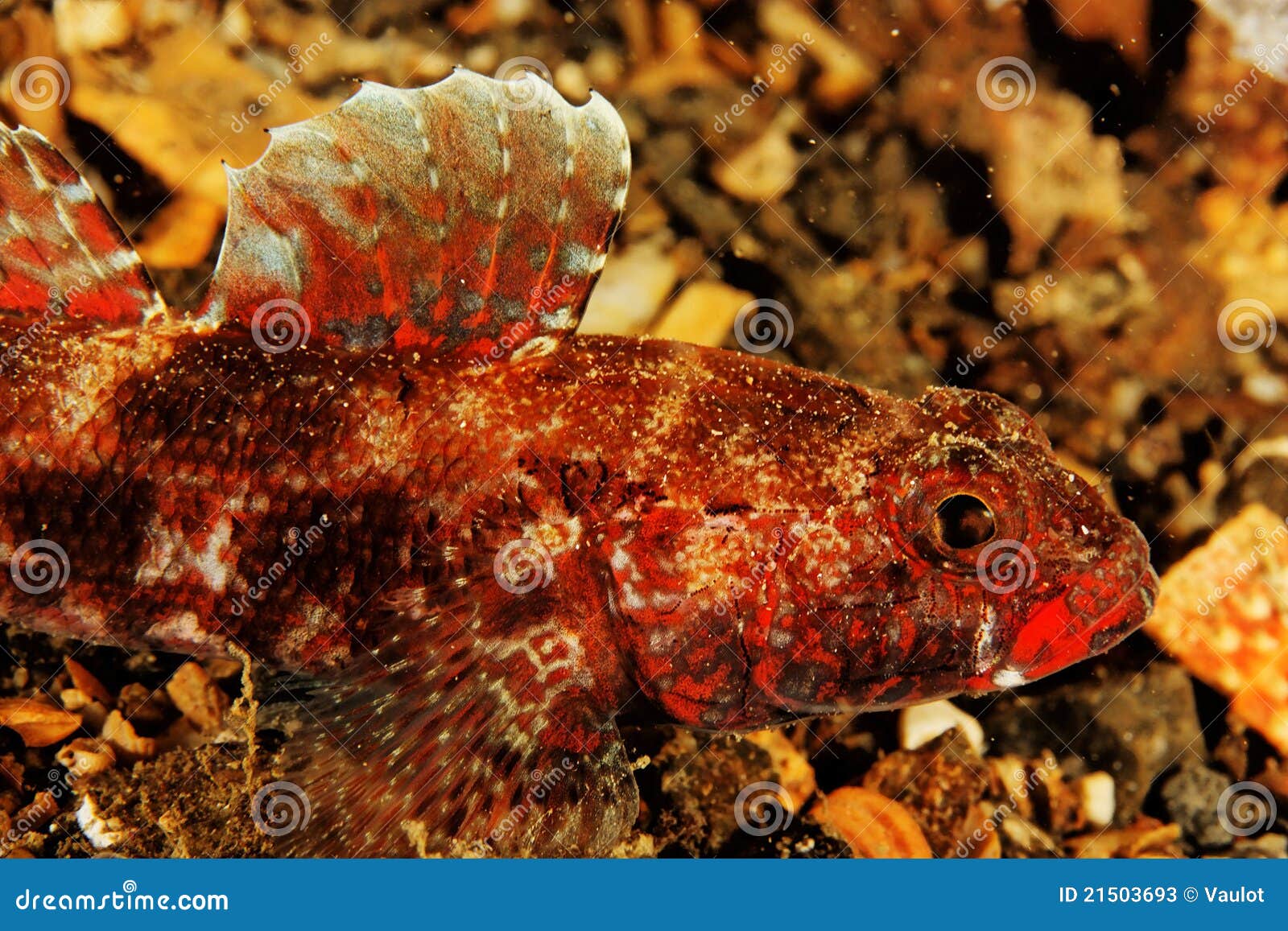 Red lips goby stock image. Image of pontons, fauna, bretagne - 21503693