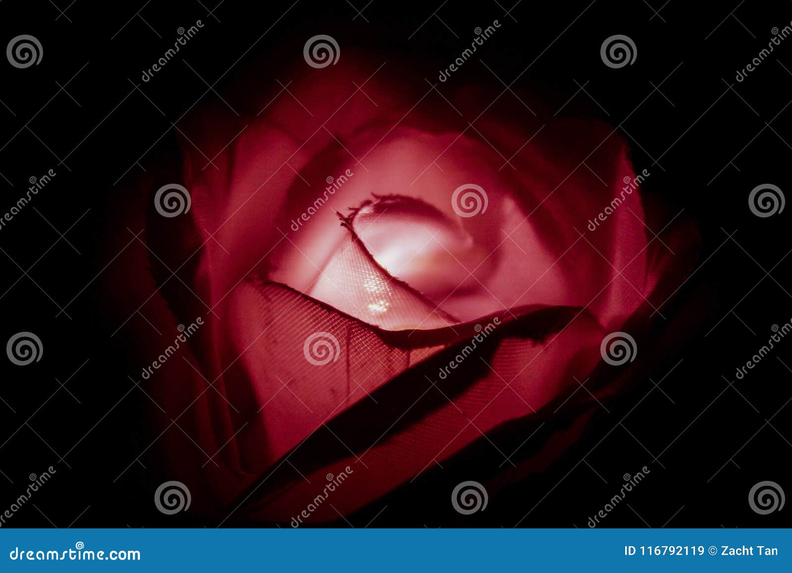 Kiss from a rose stock image. Image of rose, flower - 116792119