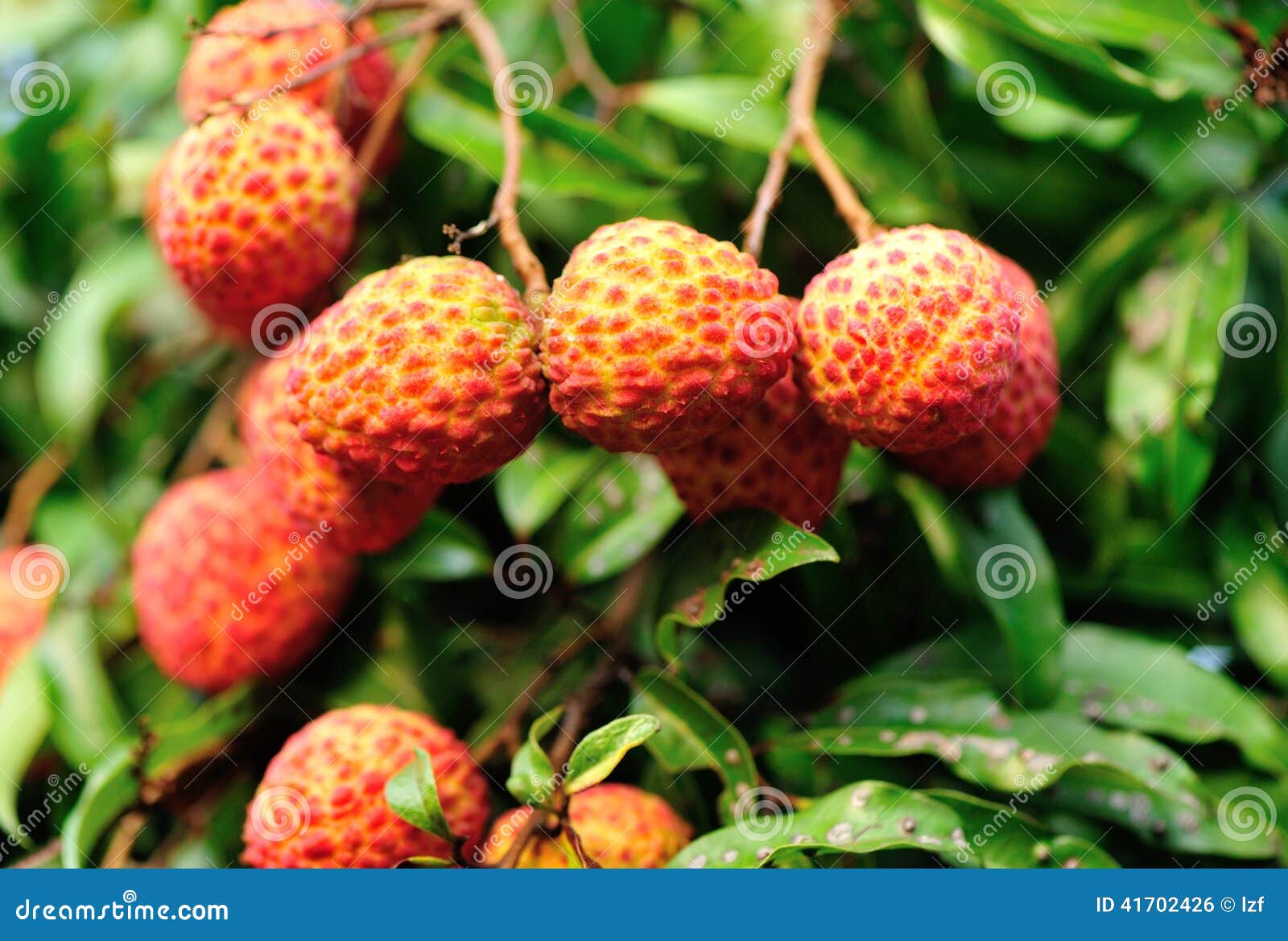 Red litchi fruits at tree stock photo. Image of fruitful - 41702426
