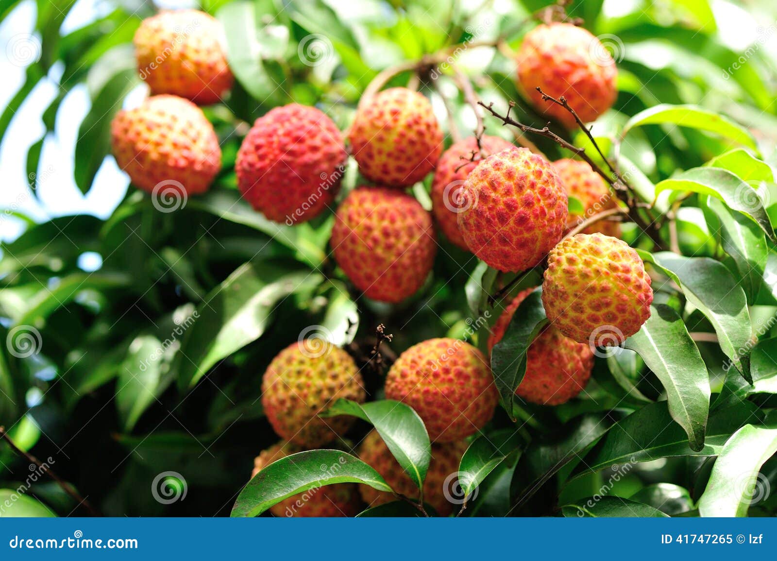 Red litchi fruits at tree stock image. Image of branches - 41747265