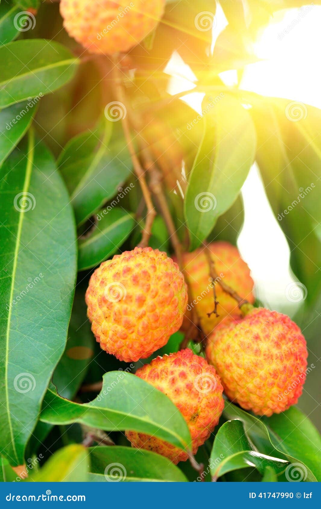 Red litchi fruits at tree stock photo. Image of leechee - 41747990