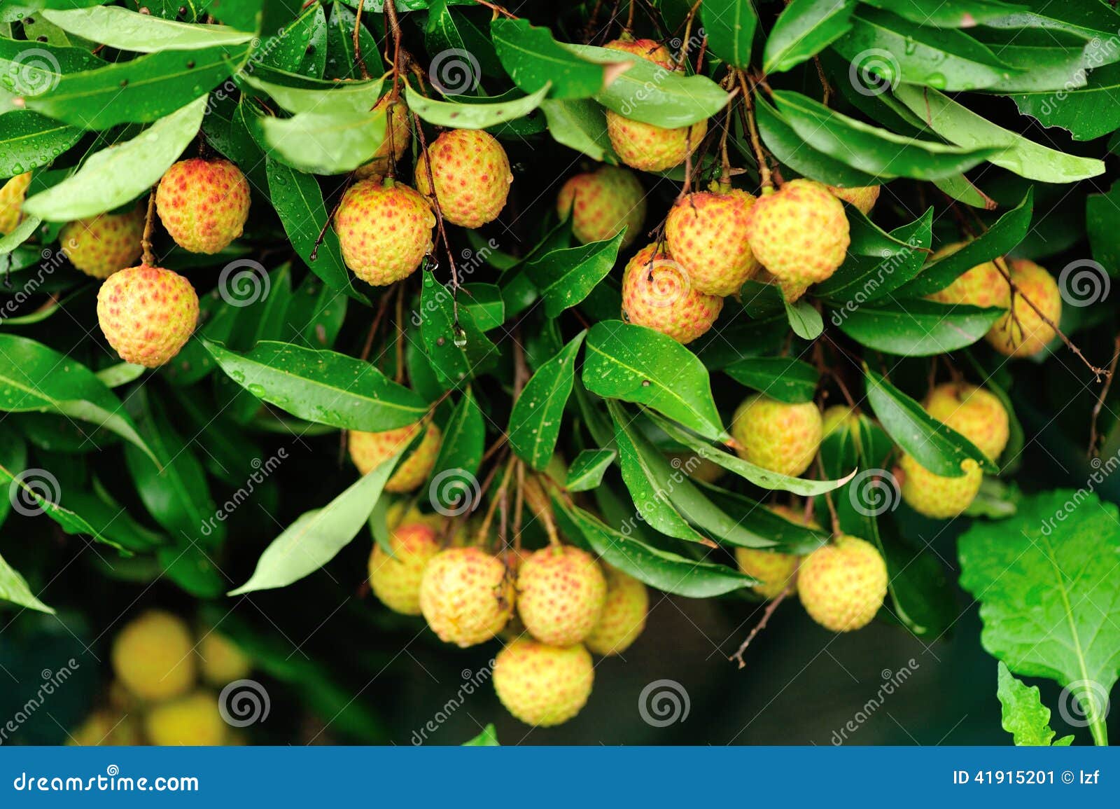 Red litchi fruits at tree stock image. Image of canton - 41915201