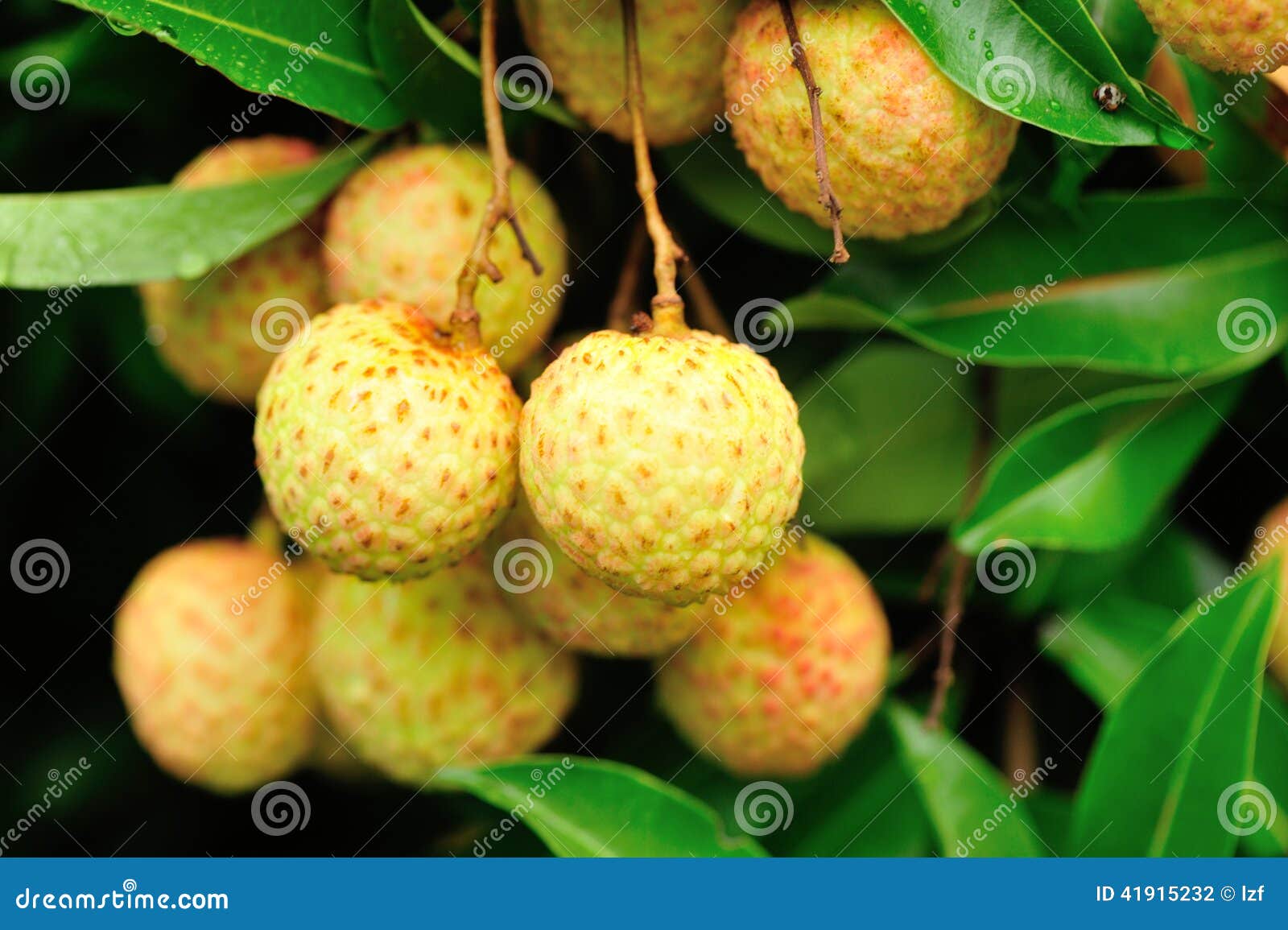Red litchi fruits at tree stock photo. Image of fruit - 41915232
