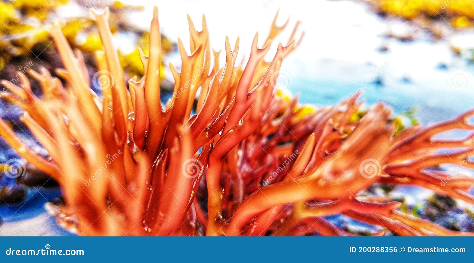 Red Little alga stock photo. Image of beutiful, alga - 200288356