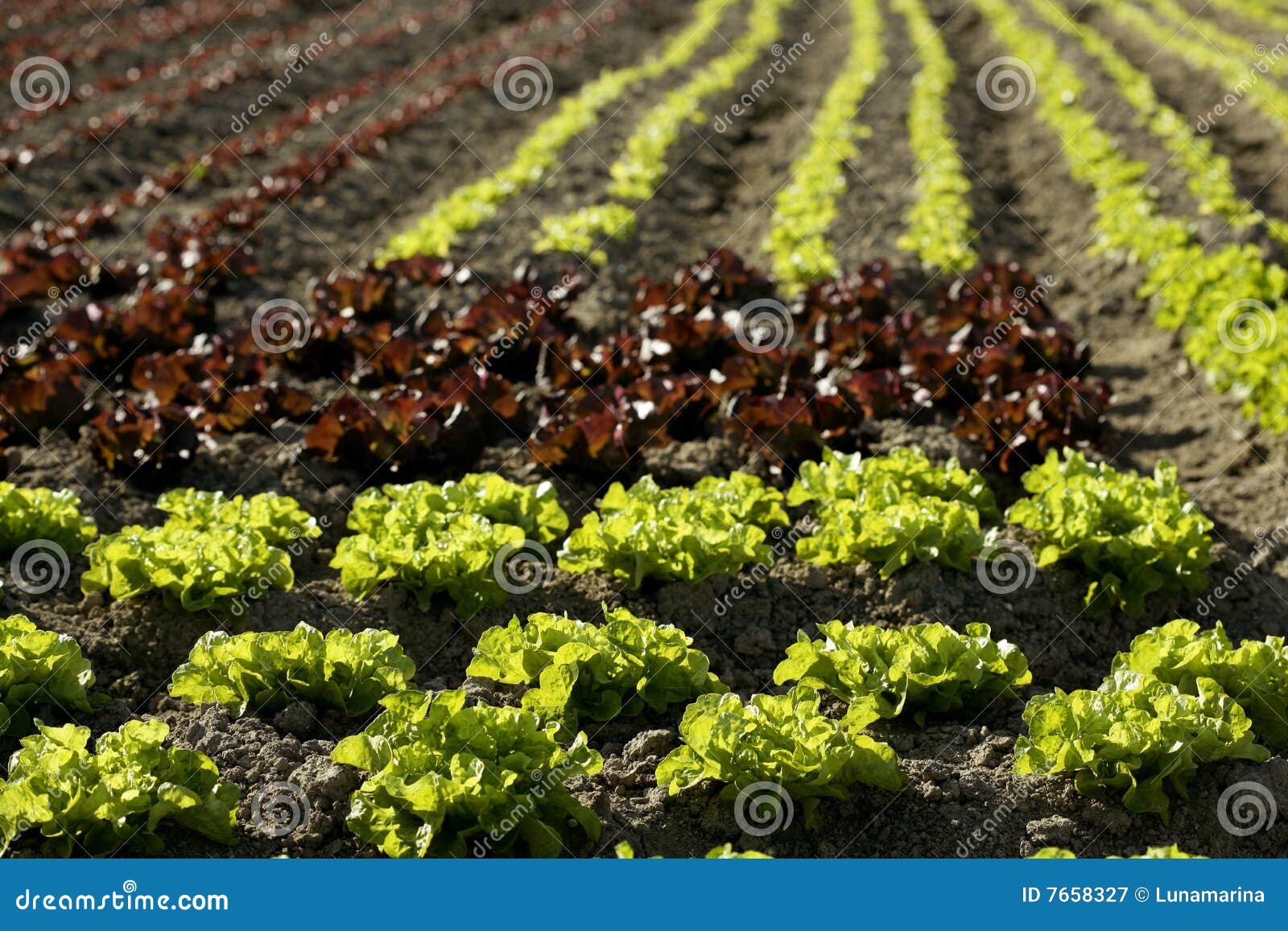 Red Little Baby Lettuce, Fields from Spain Stock Image - Image of ...