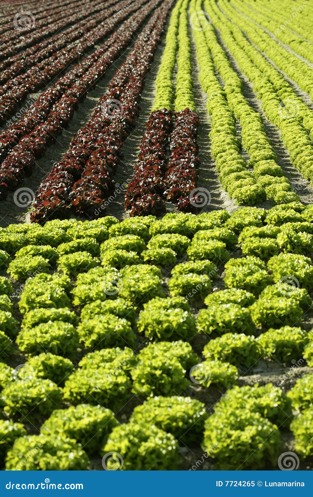 Red Little Baby Lettuce, Fields from Spain Stock Image - Image of ...