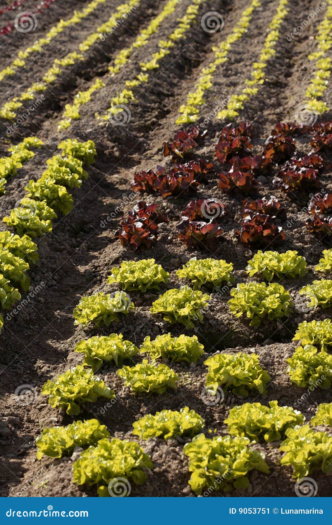 Red Little Baby Lettuce, Fields from Spain Stock Image - Image of green ...