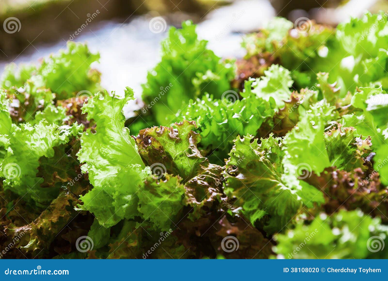 Red Little Baby Lettuce in the Garden Stock Photo - Image of gourmet ...