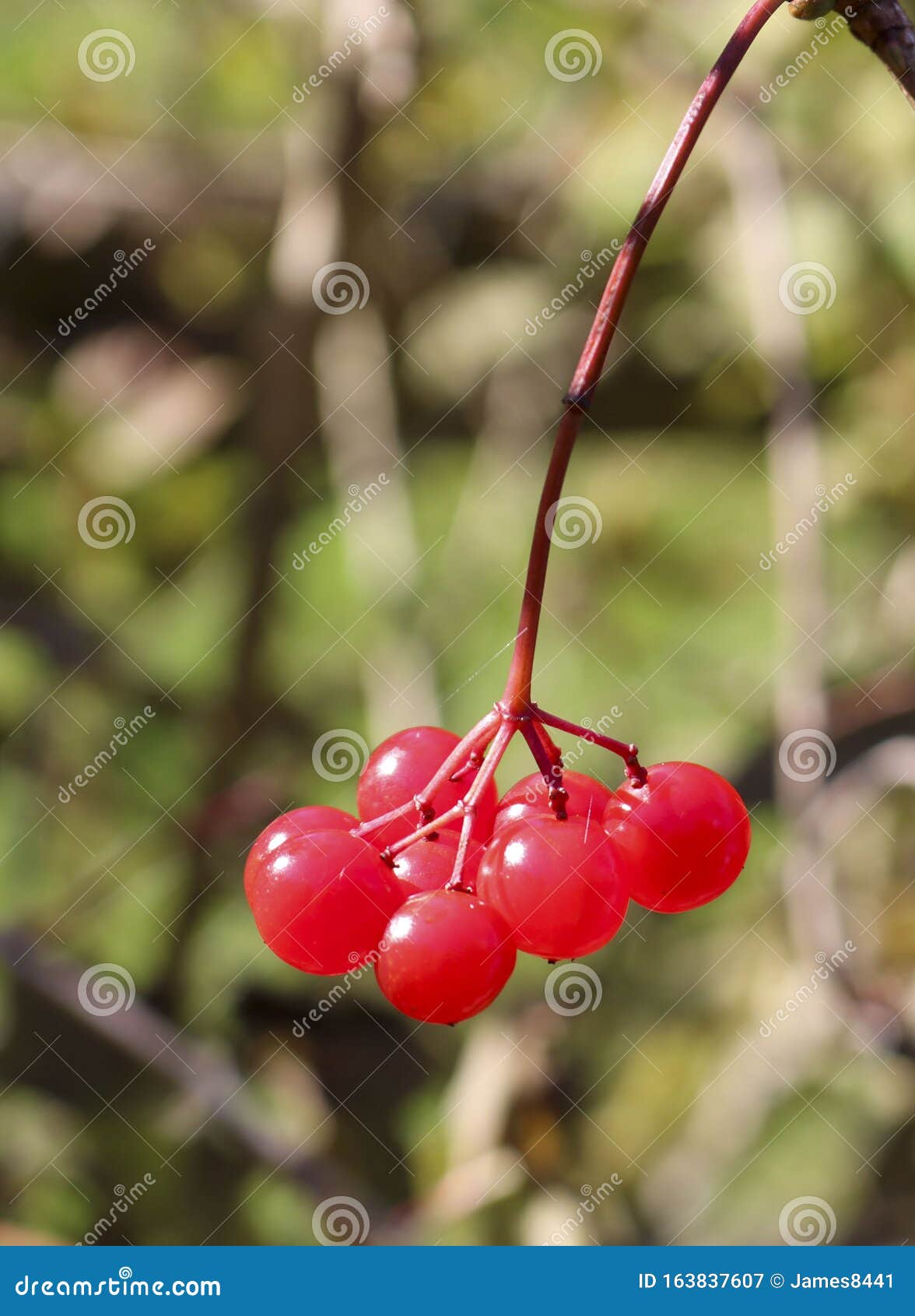 Red little berries stock image. Image of bunch, garden - 163837607