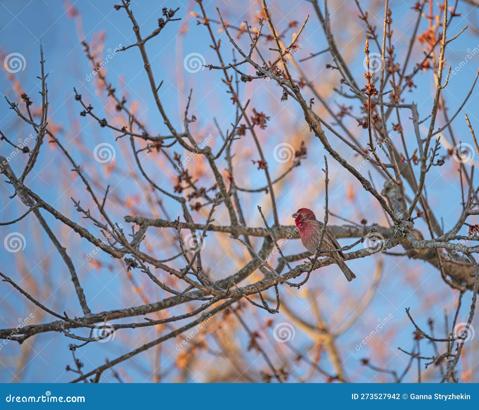 Red Little Bird on the Branches of a Spring Flowering Tree Stock Photo ...