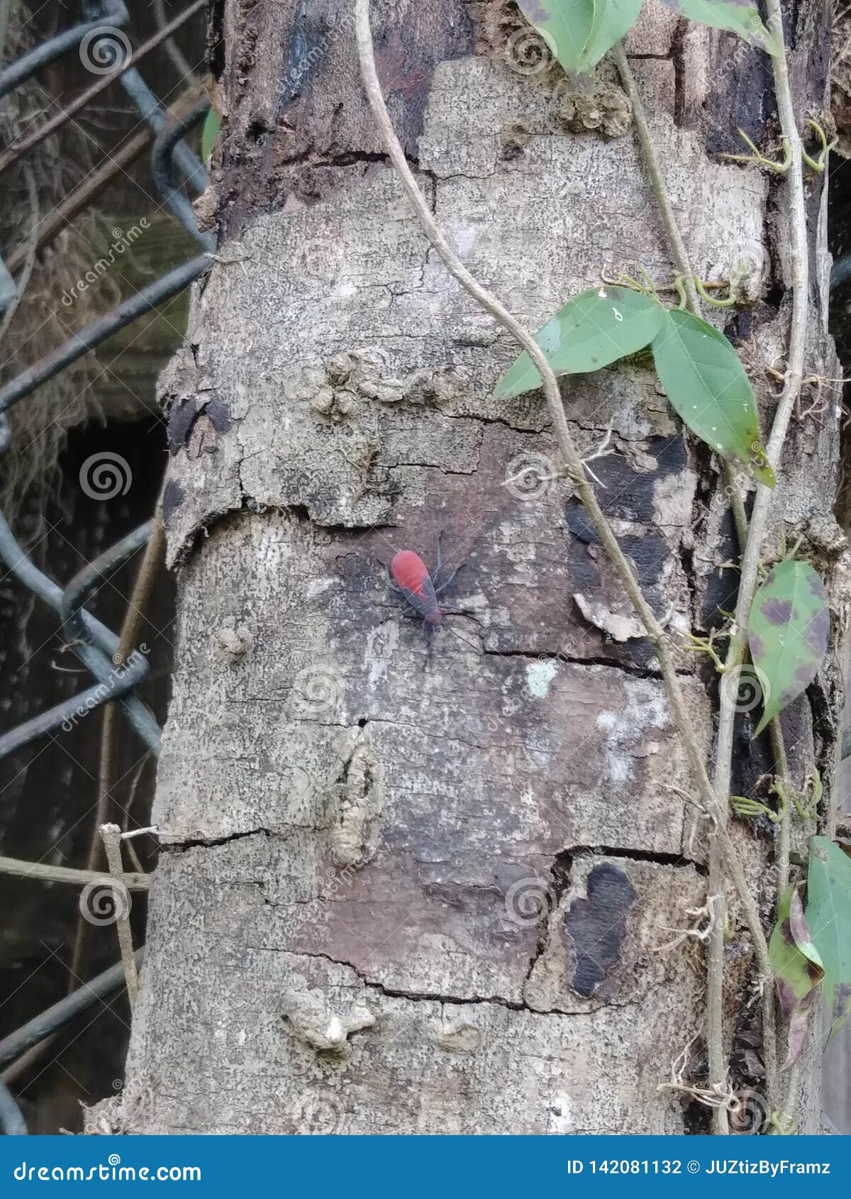 Red little bug on tree stock photo. Image of nature - 142081132