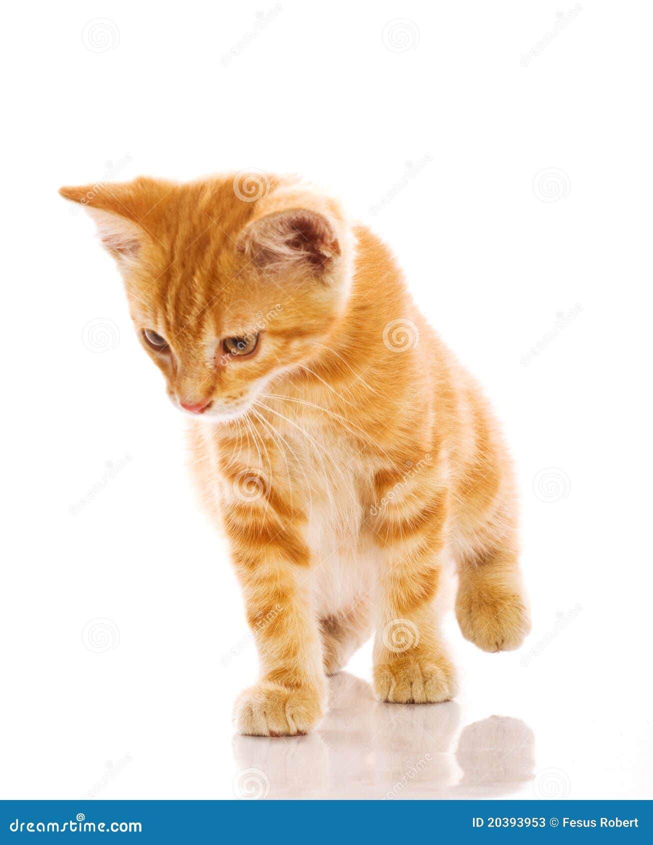 Red little cat stock image. Image of childhood, beauty - 20393953