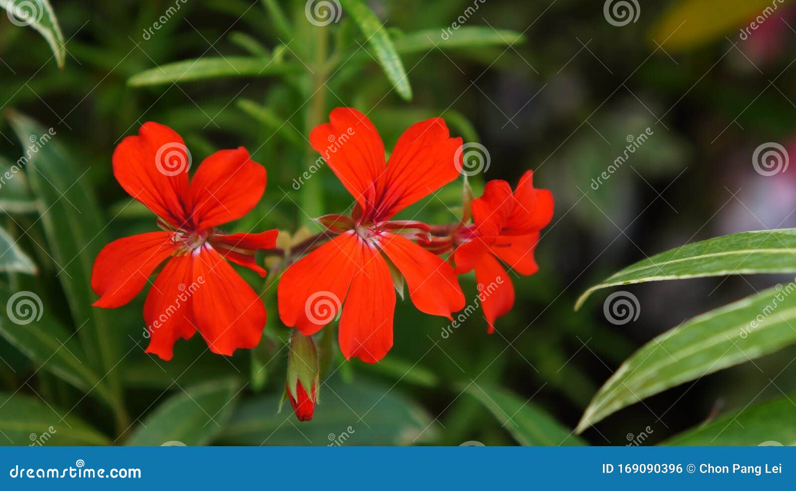 Red Little Firecracker Flower Stock Photo - Image of macau, plant ...