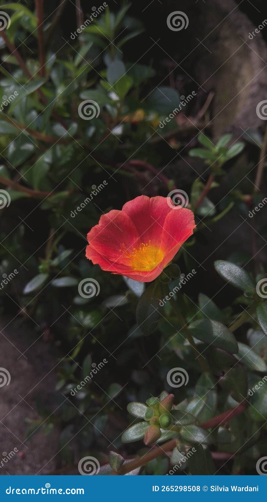 Red Little Flower and Its Green Leaves Stock Photo - Image of tulip ...