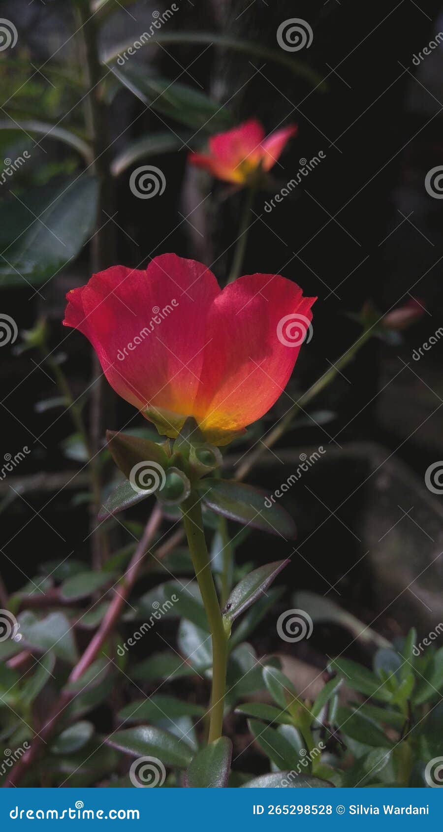Red Little Flower and Its Green Leaves Stock Photo - Image of green ...