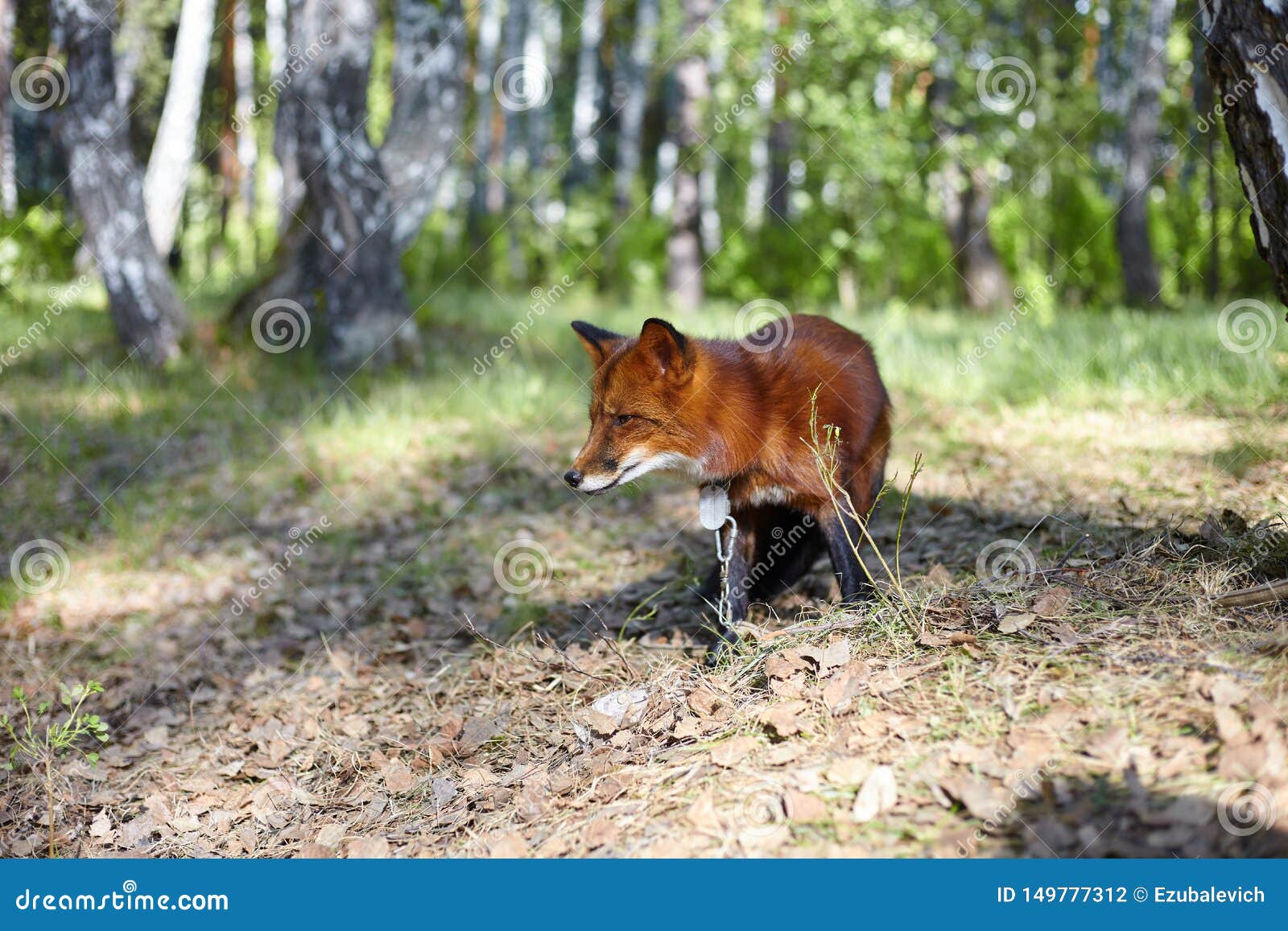 Red Little Fox in the Forest Stock Photo - Image of spring, fauna ...