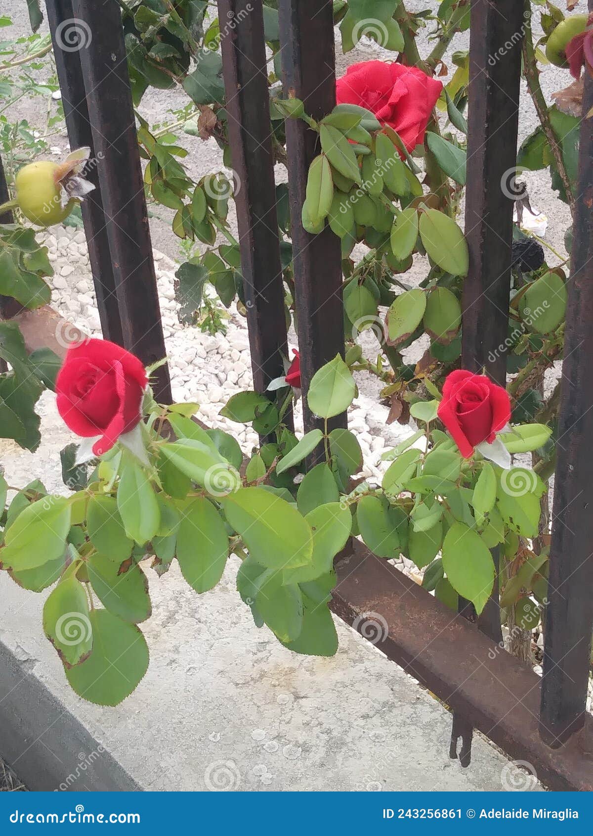 A red little rose stock image. Image of presente, rose - 243256861