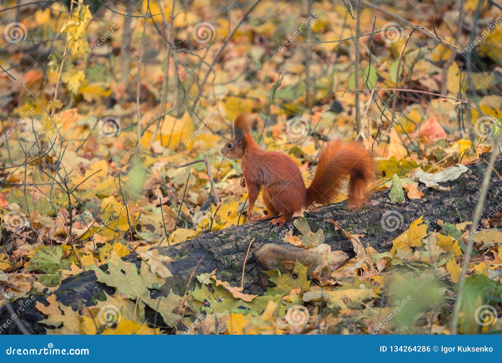 Red Little Squirrel on a Tree Autumn Stock Photo - Image of fluffy ...