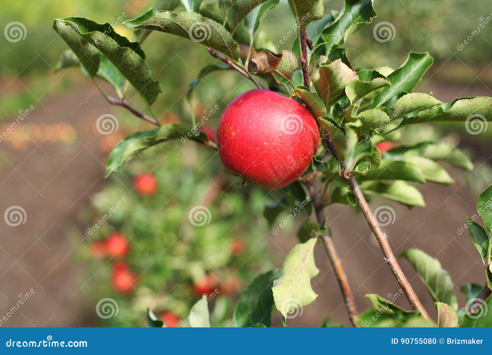 Red Liza Apples on Apple Tree Branch. Stock Photo - Image of farm ...