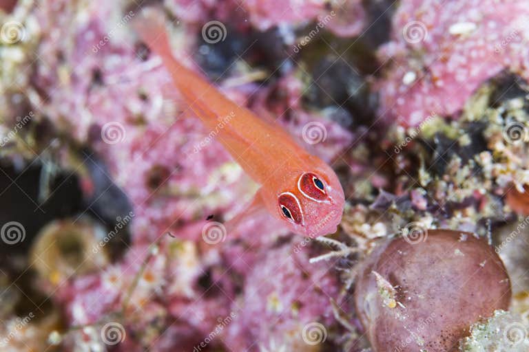 Red lizard fish stock image. Image of activity, deep - 35289263
