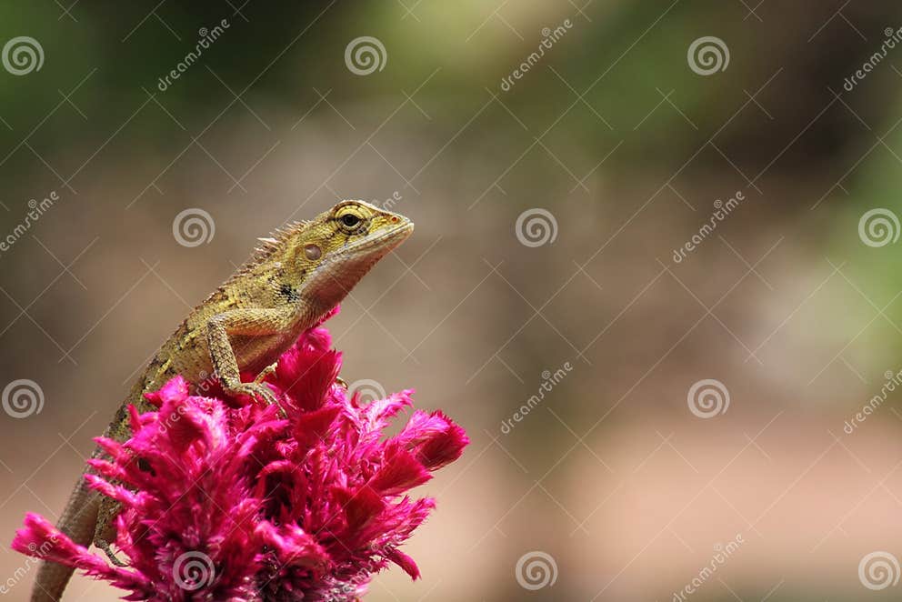 Red lizard in nature stock image. Image of iguana, close - 34833529