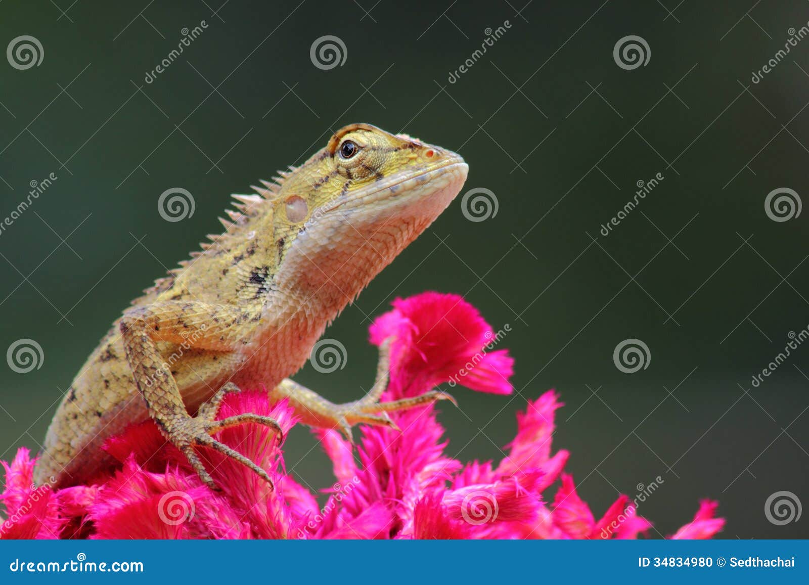 Red lizard in nature stock photo. Image of dragon, gecko - 34834980
