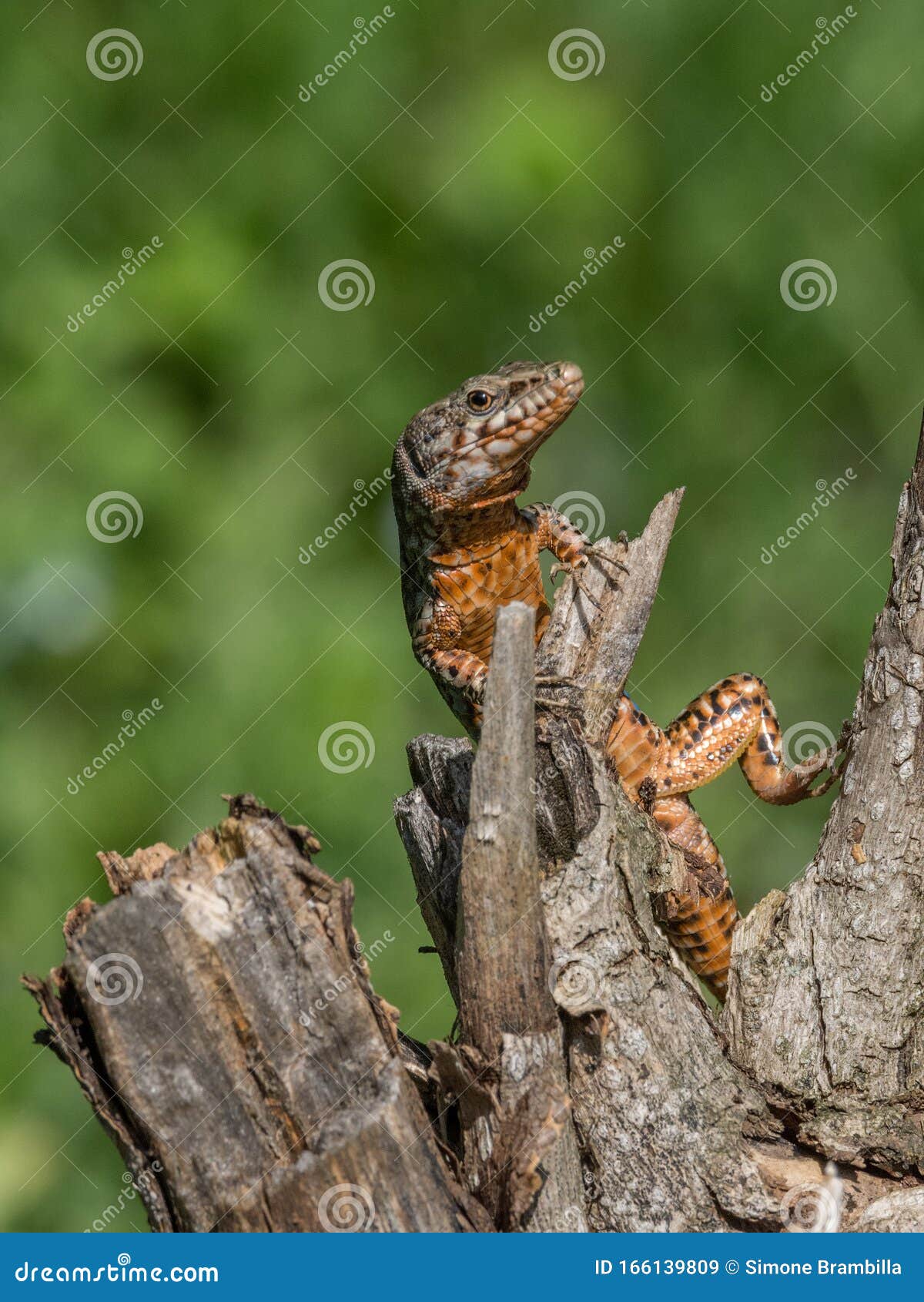 Red Lizard Posing on a Tree Trunk Stock Image - Image of exotic, gecko ...