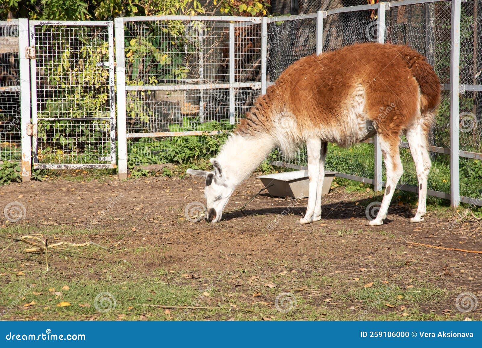 Red Llama in an Aviary Eats Grass Stock Photo - Image of lama, white ...