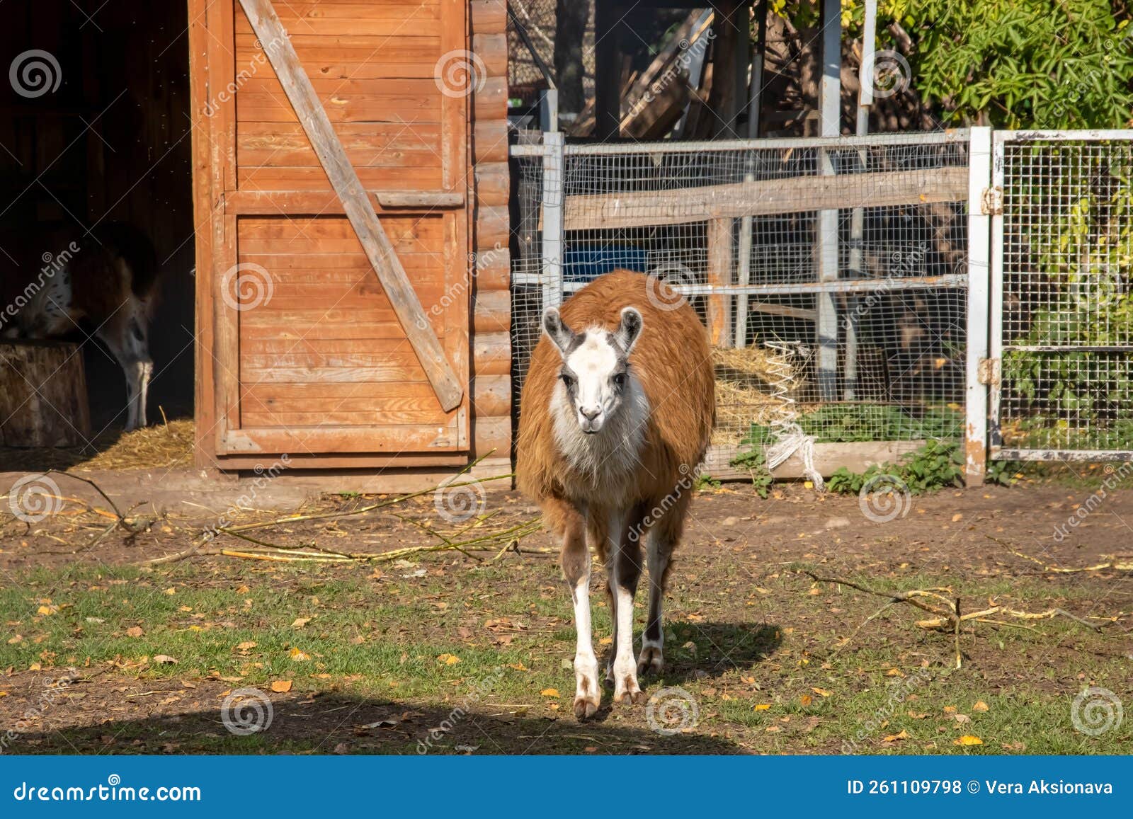 Red Llama in an Aviary Eats Grass Stock Photo - Image of mammal, cute ...
