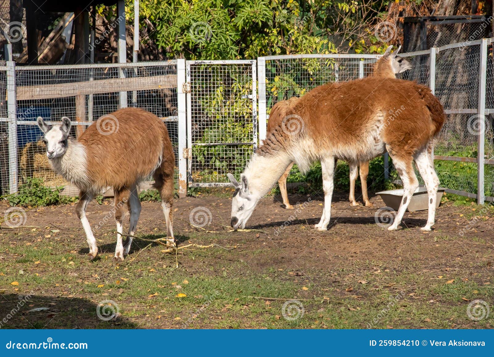 Red Llama in an Aviary Eats Grass Stock Photo - Image of exotic, fleece ...