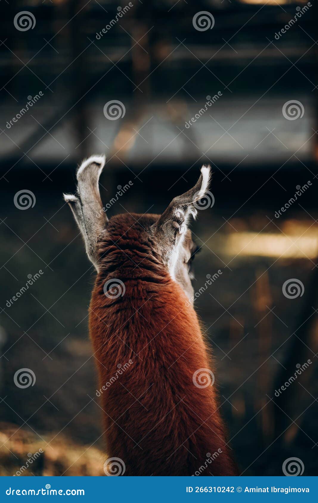A Red Llama with Big Ears Stands with His Back Stock Photo - Image of ...