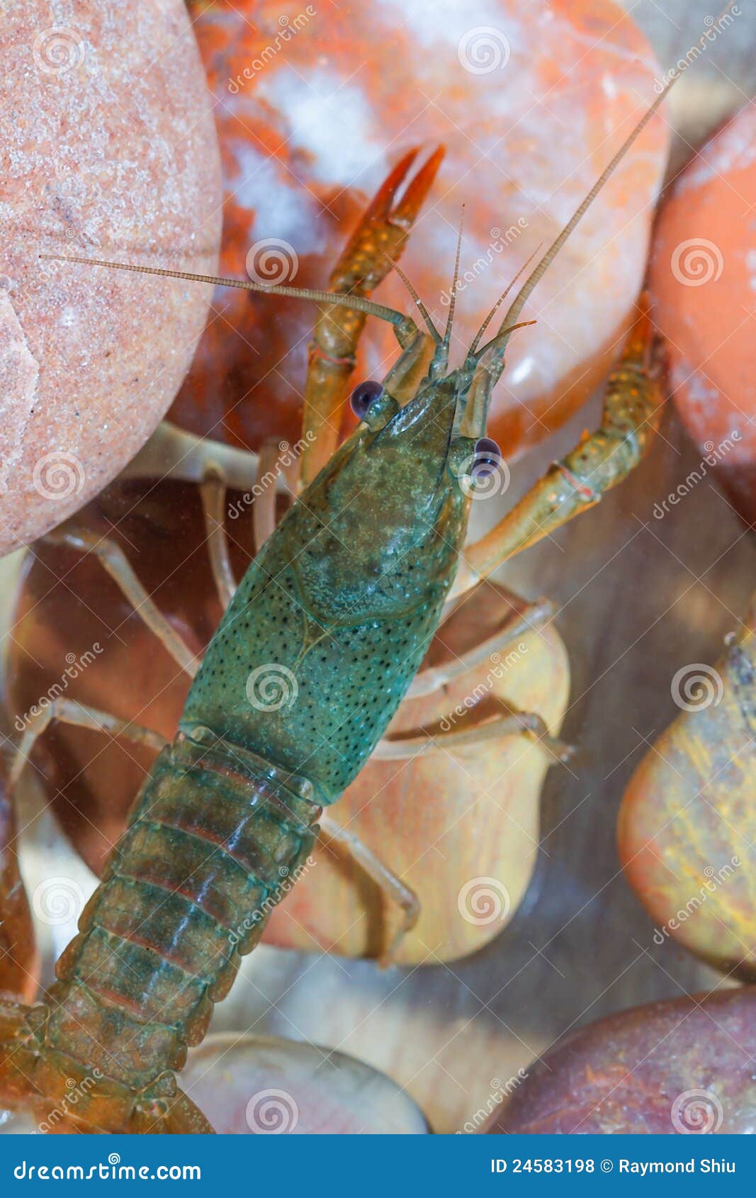 Red Lobster stock photo. Image of macro, crustacean, claws - 24583198