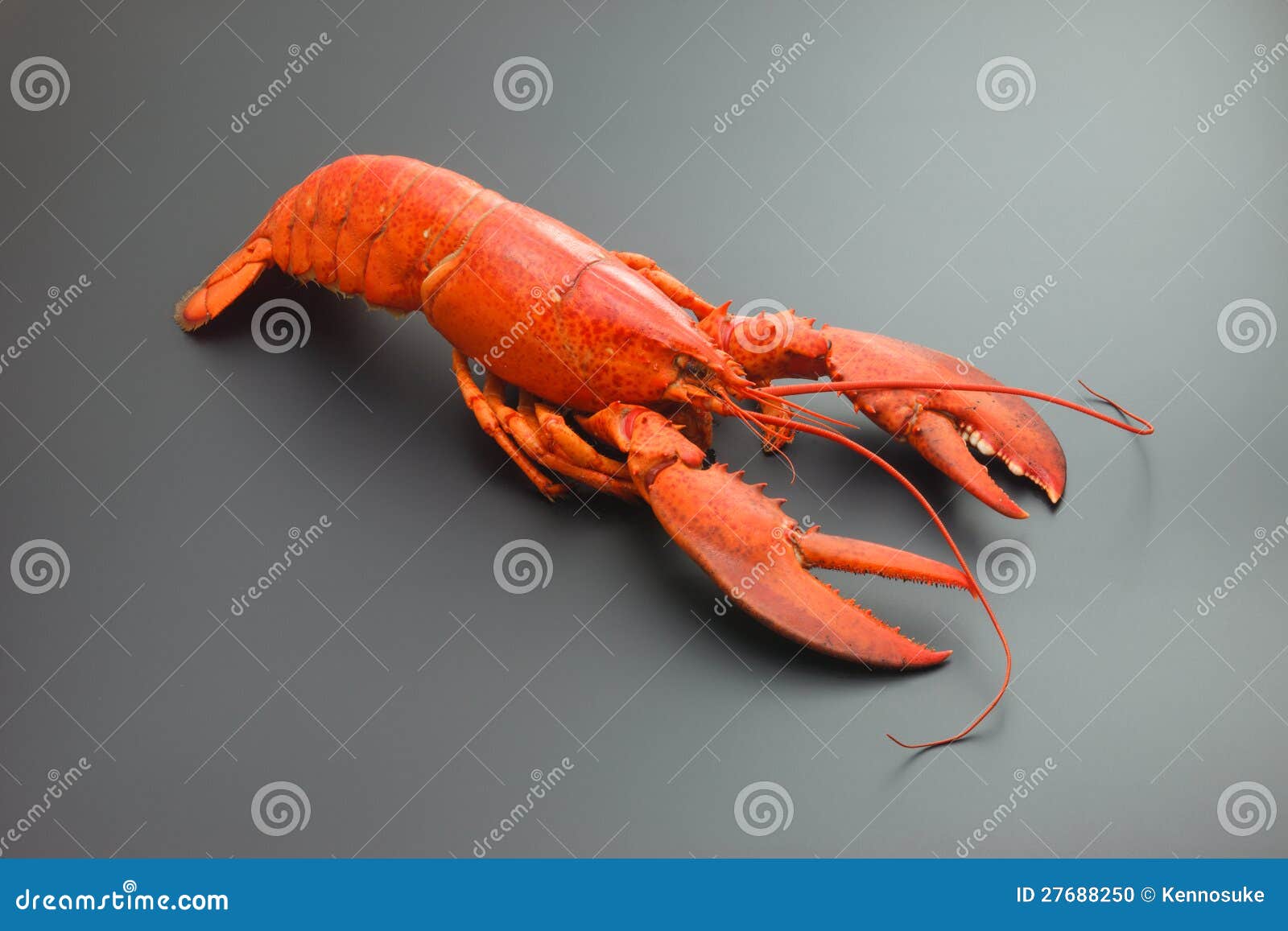 Red Lobster stock photo. Image of seafood, fresh, large - 27688250