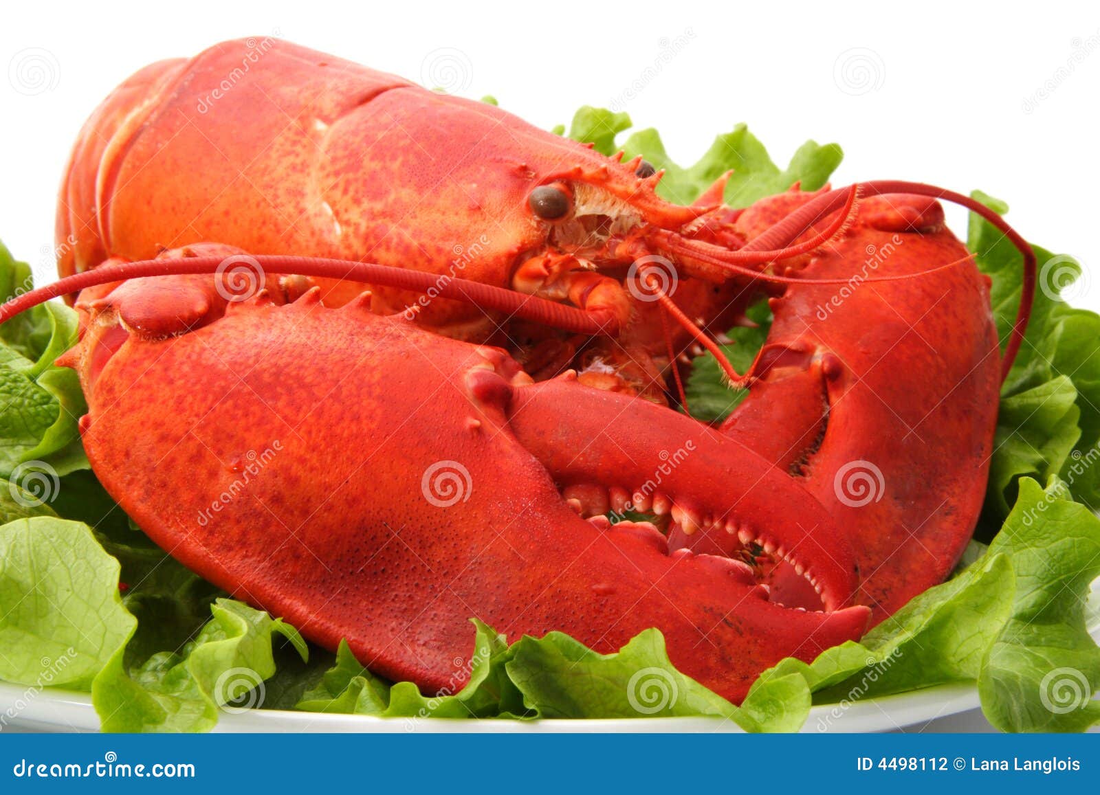 Red lobster stock photo. Image of crustacean, seafood - 4498112