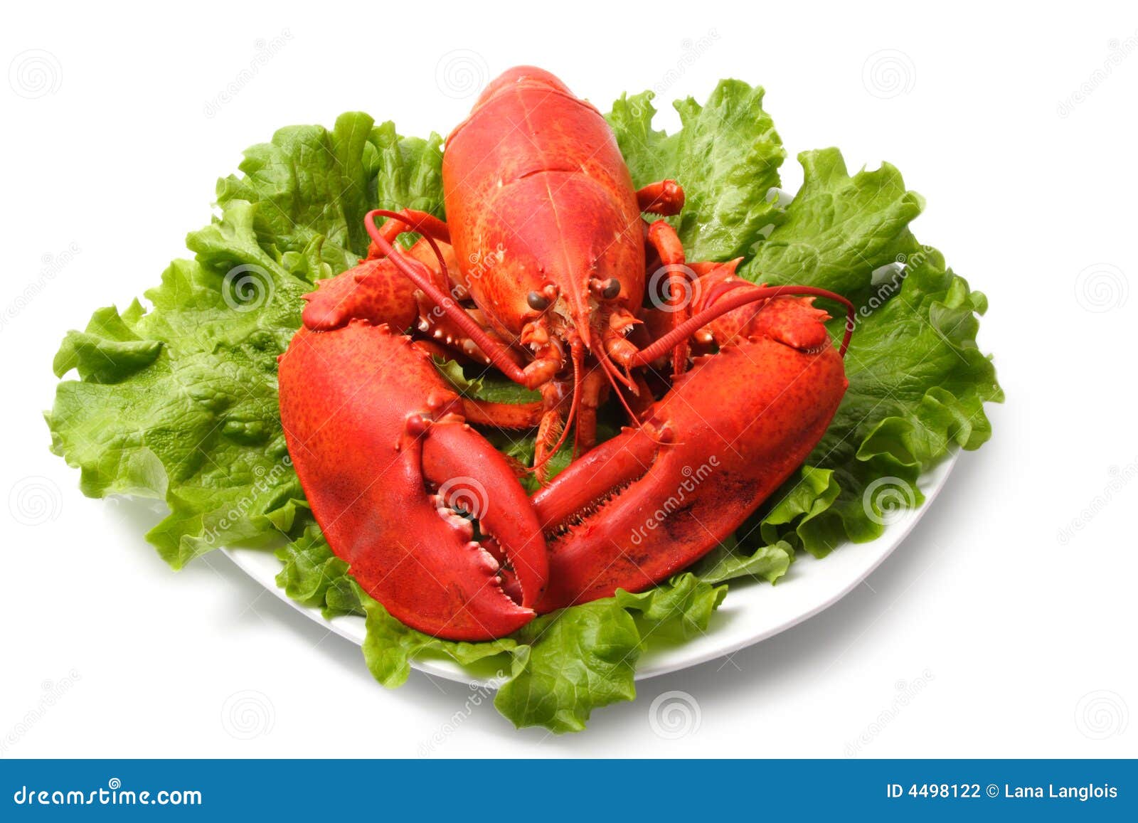 Red lobster stock photo. Image of fish, seafood, lobster - 4498122