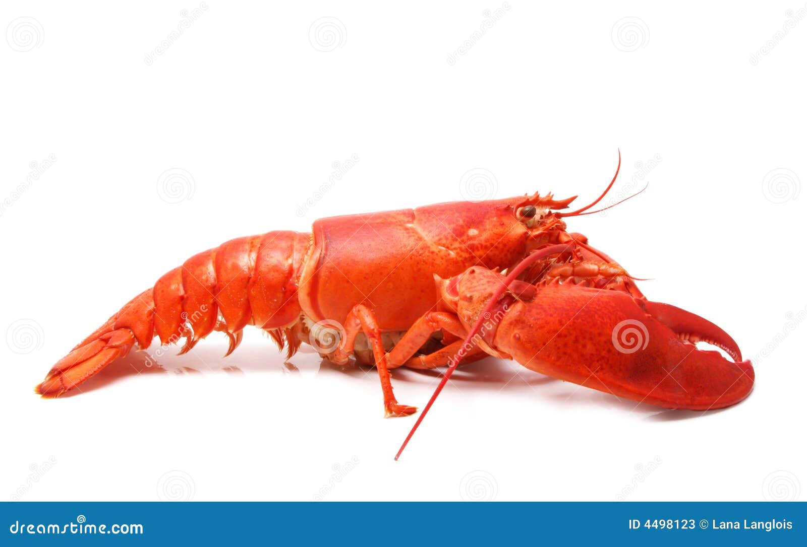 Red lobster stock image. Image of cooked, crustacean, fresh - 4498123