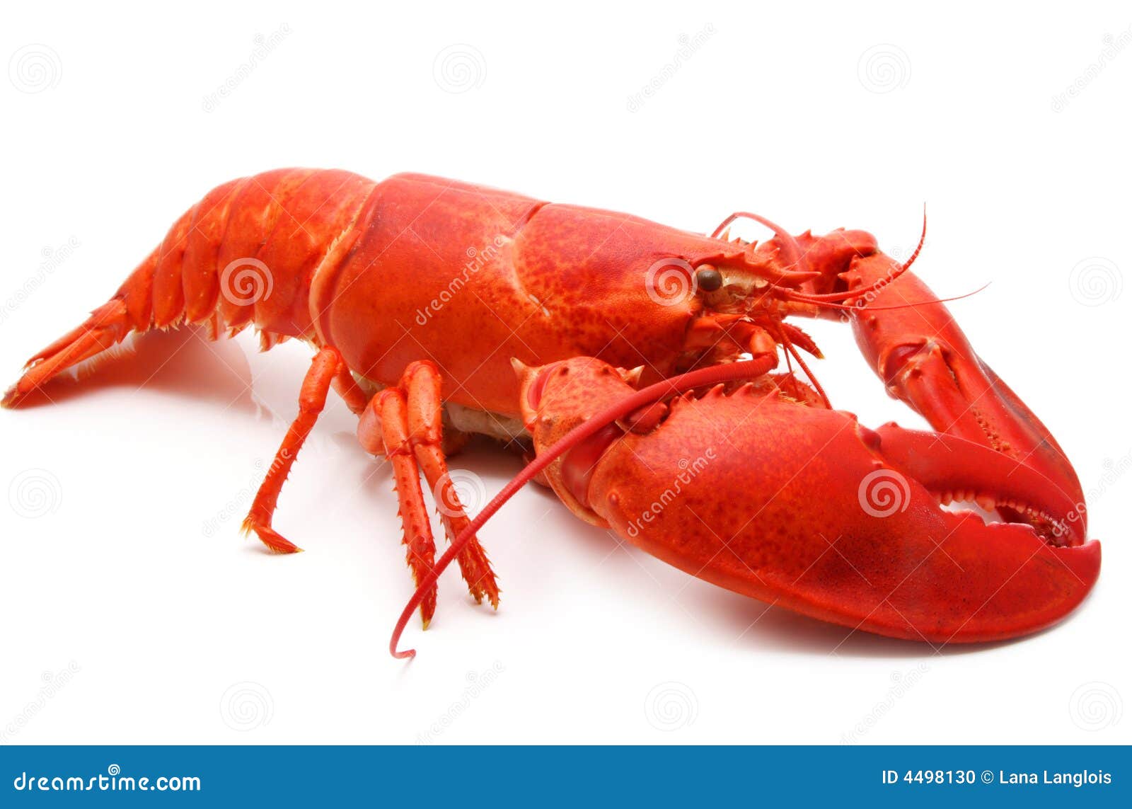Red lobster stock photo. Image of crustacean, nutrition - 4498130