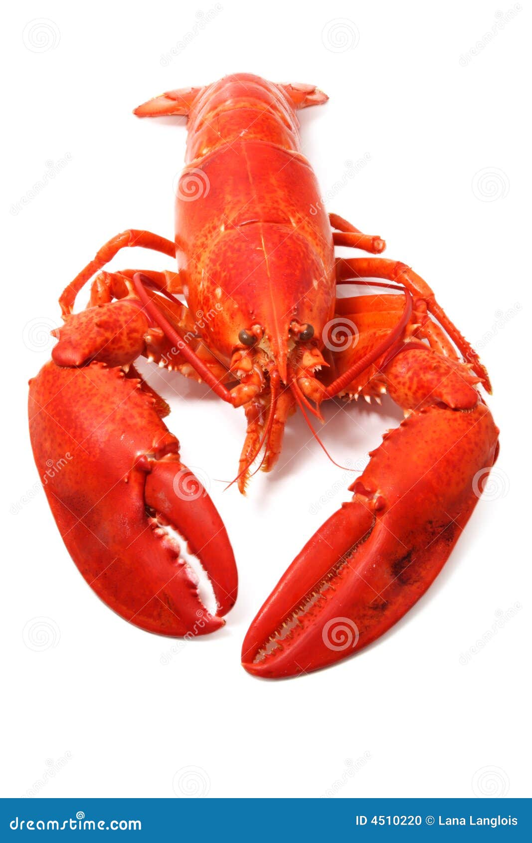 Red lobster stock photo. Image of food, crustacean, cooked - 4510220