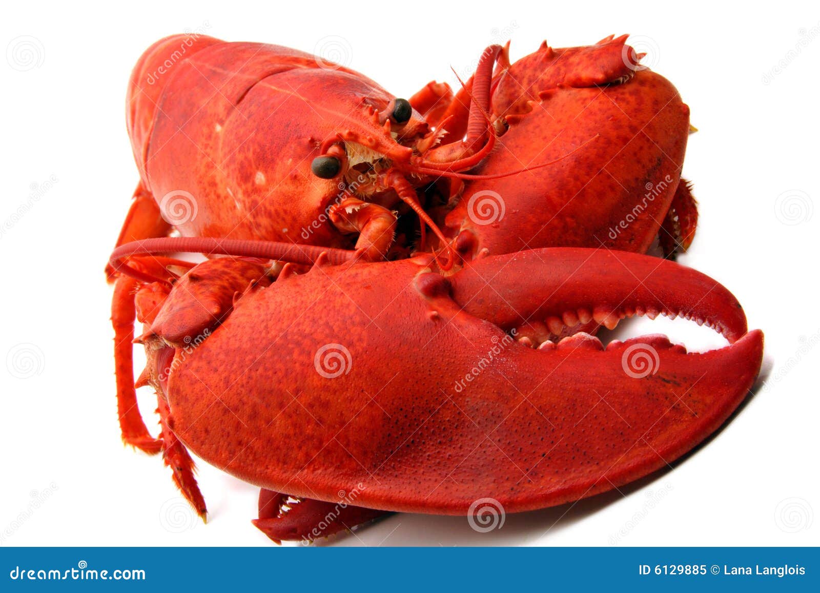Red lobster stock image. Image of lobster, fresh, crustacean - 6129885