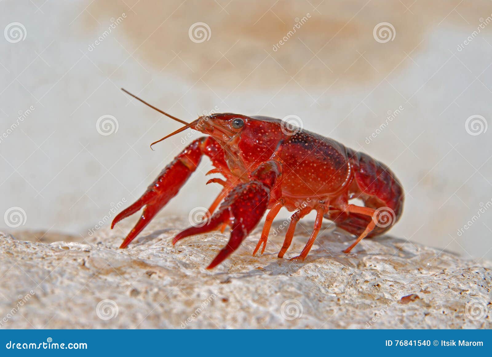 Red lobster stock photo. Image of acidic, crayfish, animal - 76841540