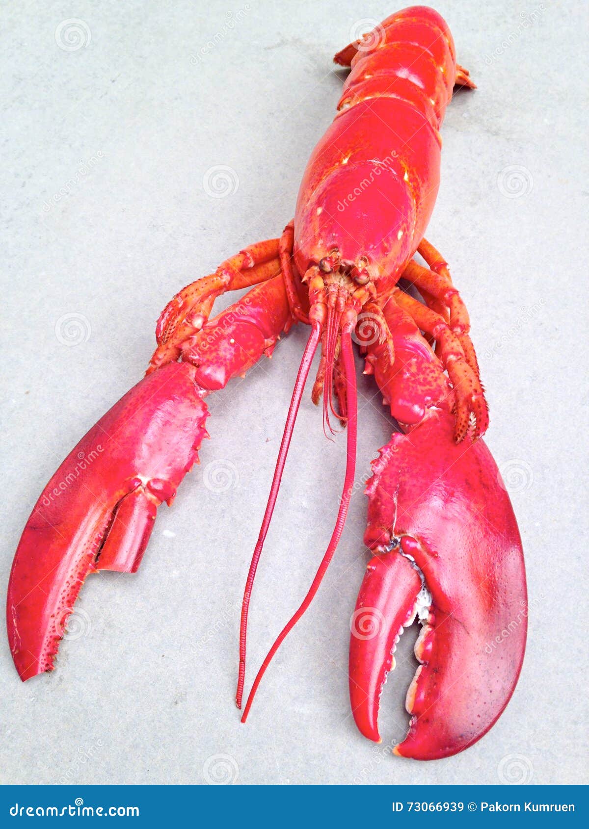 Red lobster stock image. Image of antenna, food, marines - 73066939