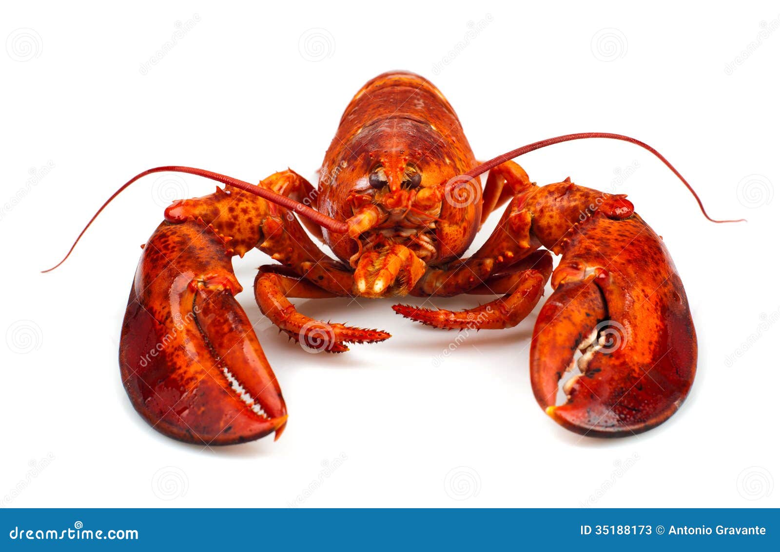 Red lobster stock image. Image of crustacean, fresh, gourmet - 35188173