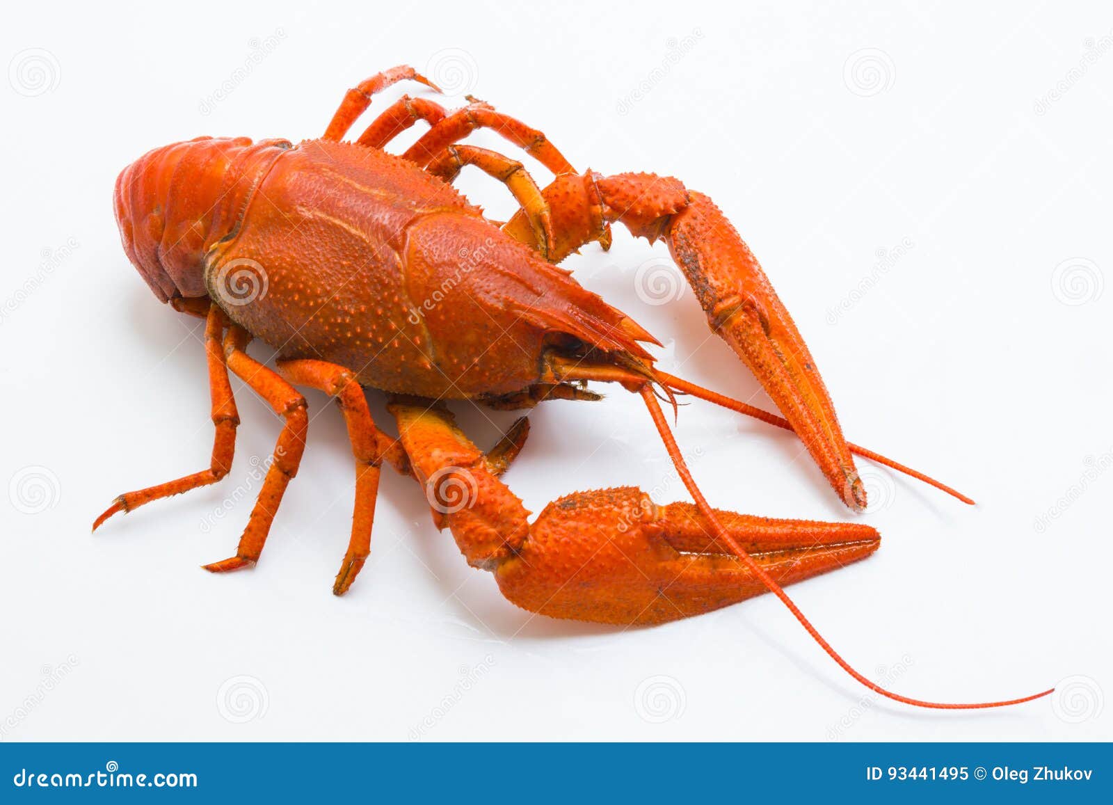 The red lobster stock image. Image of invertebrate, dainty - 93441495