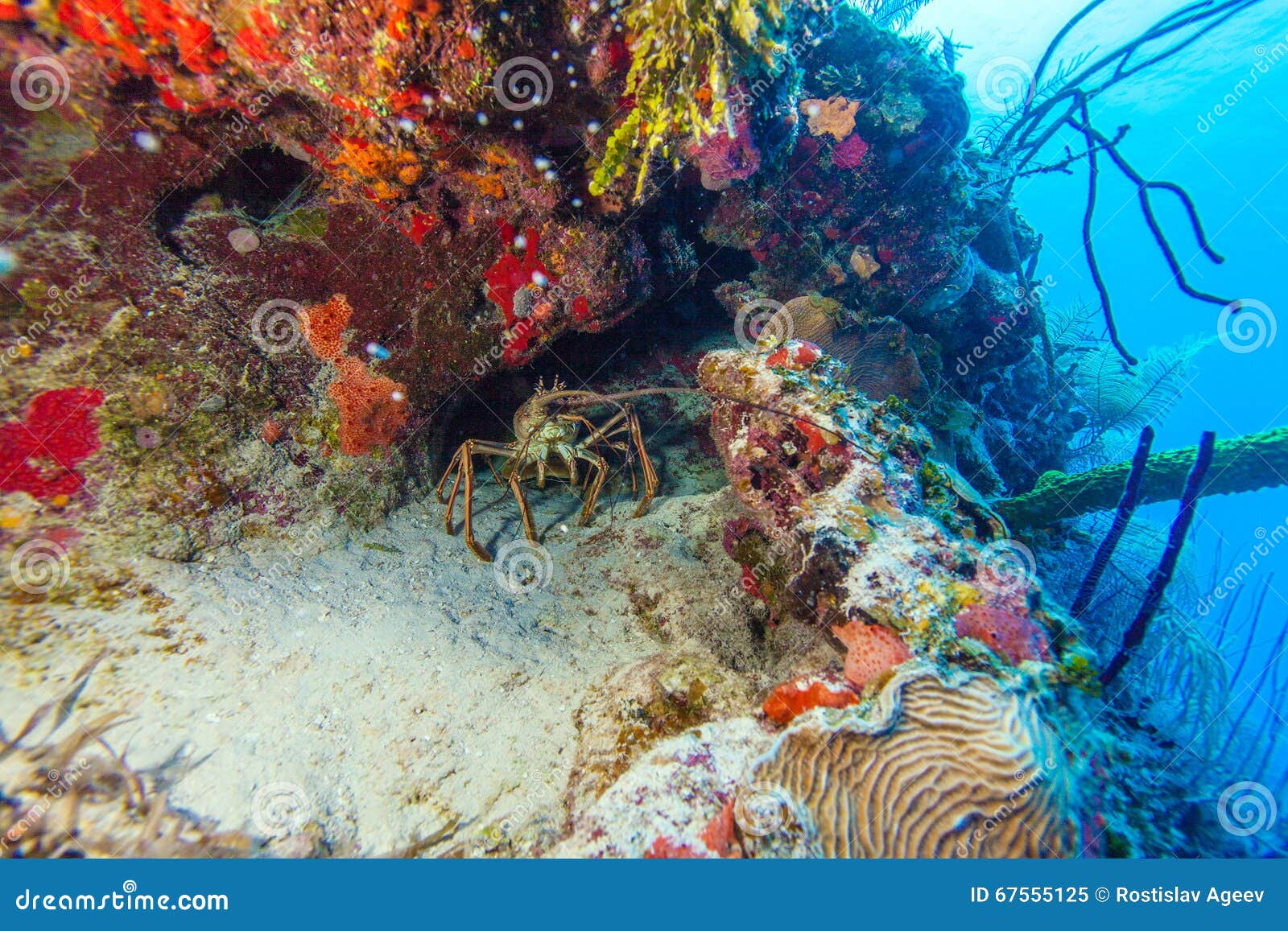 Red lobster in the wild stock image. Image of activity - 67555125