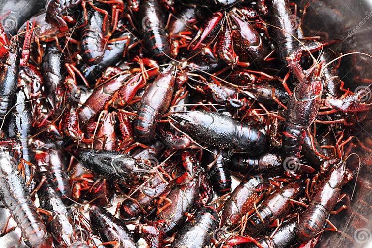 Red lobsters stock image. Image of heap, heaps, crayfish - 24042317