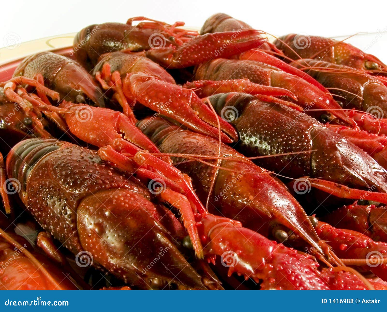 Red lobsters isolated stock photo. Image of seafood, dainty - 1416988
