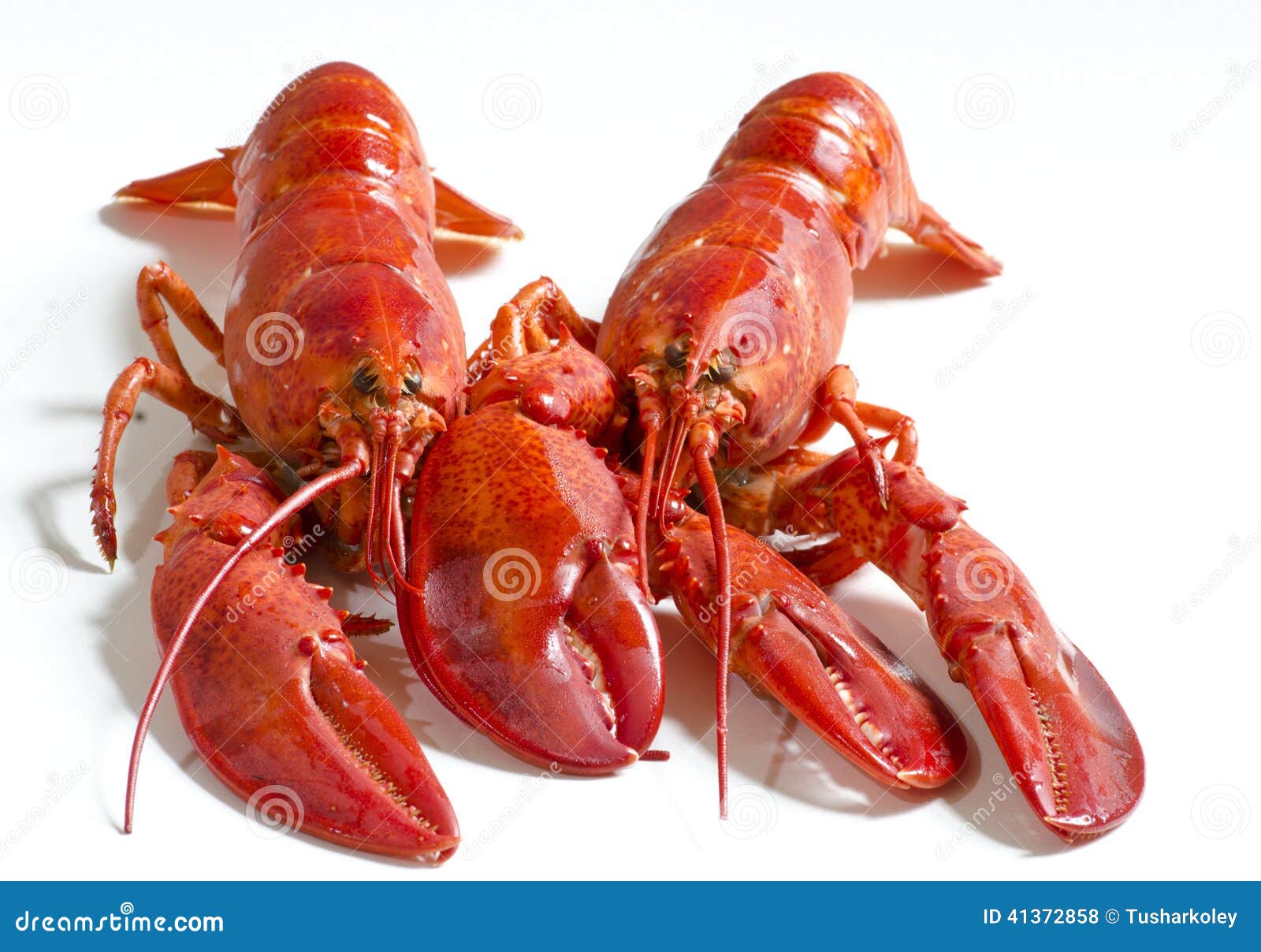 Red lobsters stock photo. Image of healthy, freshness - 41372858