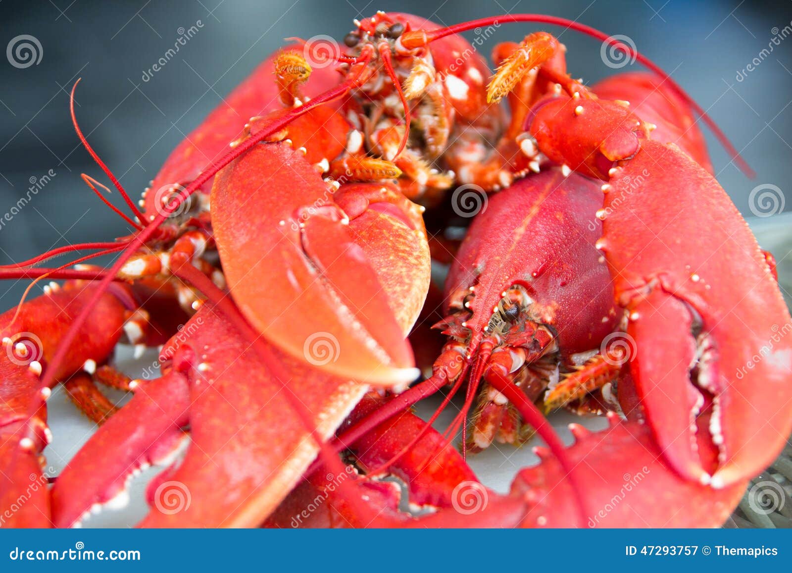 Red lobsters stock image. Image of animals, closeup, lunch - 47293757